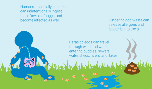 The Lifecycle of Intestinal Parasites