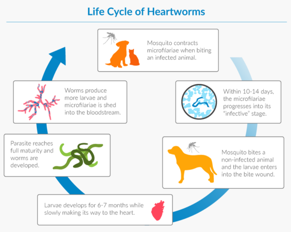 Heartworms in Dogs: How to protect your pup!