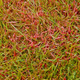 5 Steps to Maintain a Healthy Lawn That Can Withstand Your Dog’s Urine