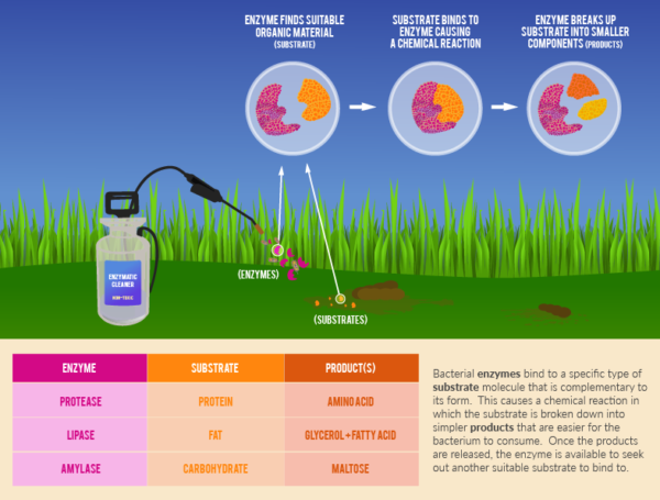 How Enzymatic Cleaners Can Deodorize a Yard With Dogs