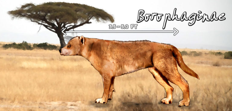 Borophaginae - Pet Poo Skiddoo