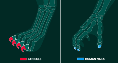 Why Don't Dogs Use Their Claws (and cats do?)