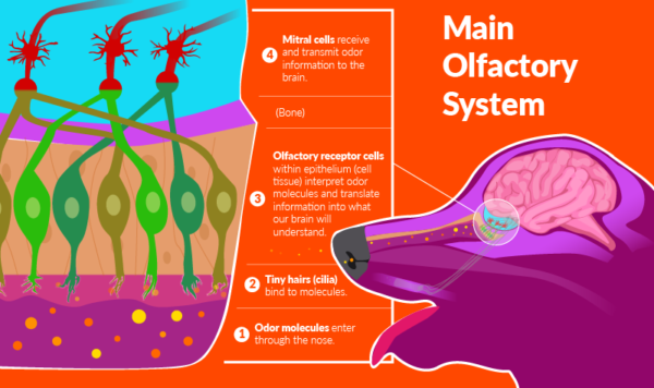 How is a Dog’s Sense of Smell Different from Ours… and Why?